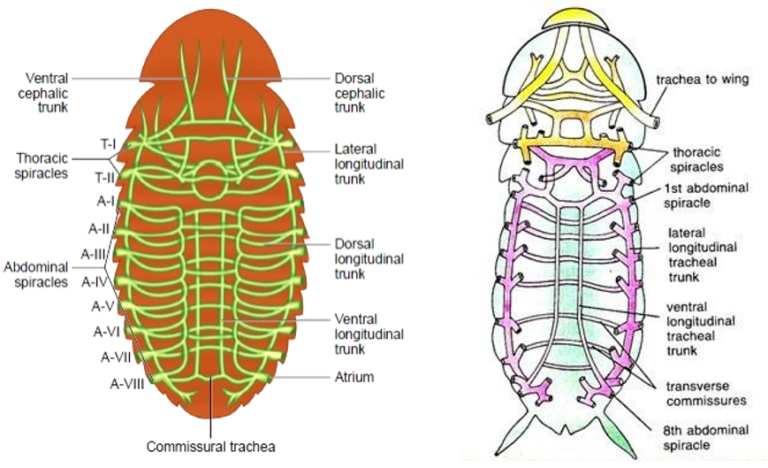 Cockroach Anatomy - W3schools