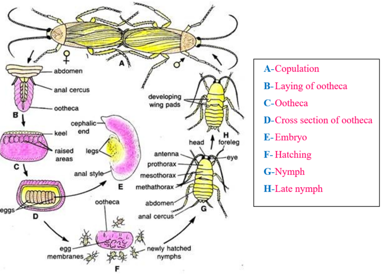 Cockroach: Reproductive System - W3schools