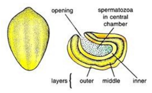 Cockroach: Reproductive System - W3schools