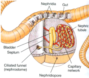 Earthworm Anatomy - W3schools