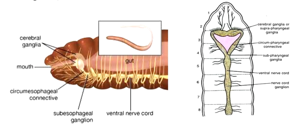Earthworm Anatomy - W3schools