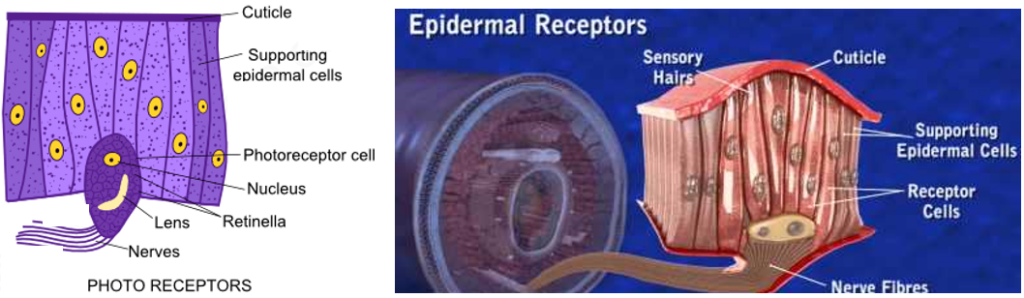 Earthworm Anatomy - W3schools