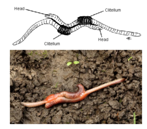 Earthworm Reproduction - W3schools
