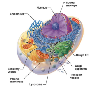 Endomembrane System - W3schools