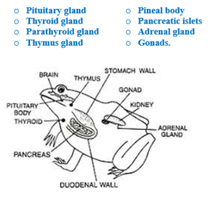 Frog: Control & Coordination - W3schools