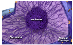 Nucleolus & Chromatin - W3schools