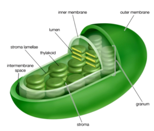 Plastids - W3schools