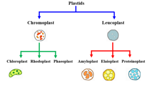 Plastids - W3schools
