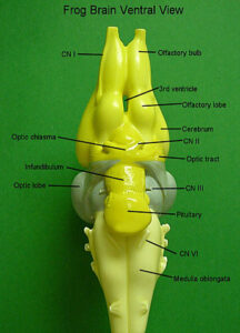 Frog: Control & Coordination - W3schools