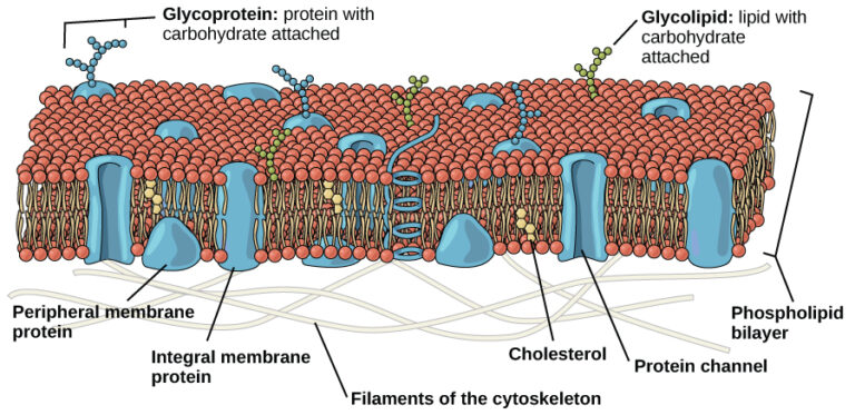 Cell coat (Glycocalyx) - W3schools
