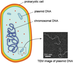Prokaryotes: Cytoplasm and its components - W3schools
